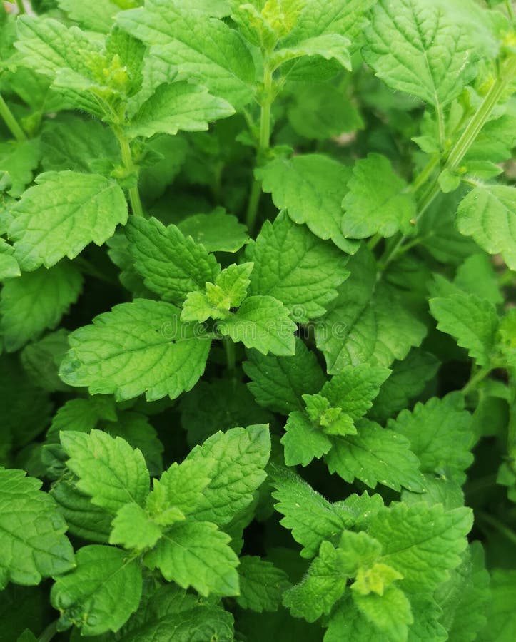 Cut green mint in basket stock photo. Image of background - 151023804