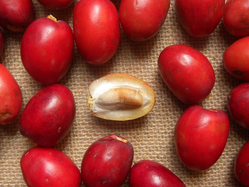 Cut half of Date stock image. Image of date, bunch, food - 189394705