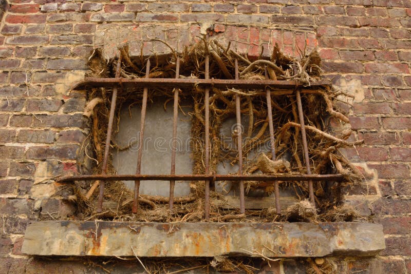 Cut Hanging Plant Behind Prison Bars Stock Photo - Image of decaying ...