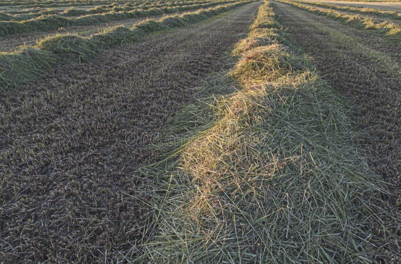 Cut Hay in Field stock image. Image of agriculture, grass - 56032147