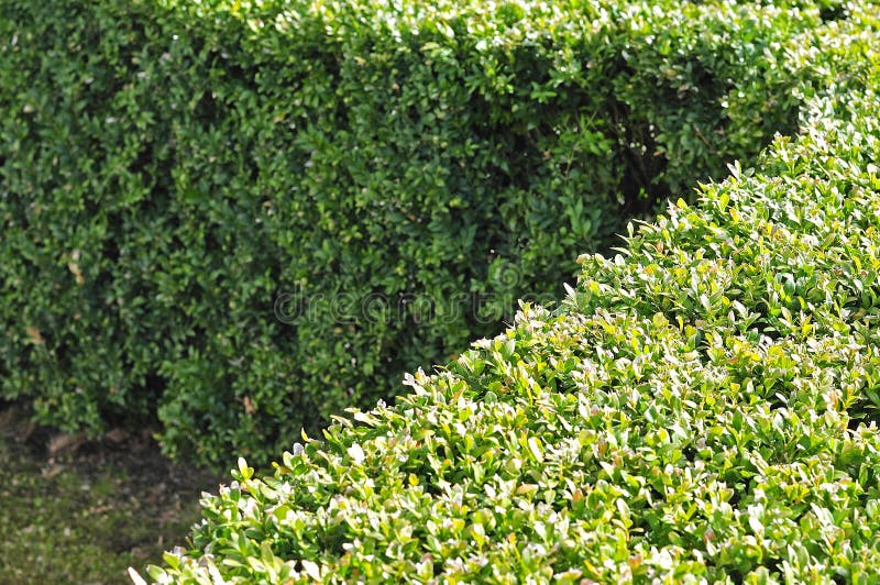 Cut hedge of boxwood stock photo. Image of nature, green - 128906334