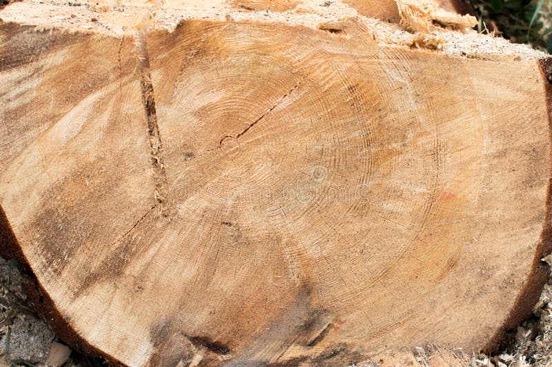 Cut Large Pine Tree. Close Up View Stock Image - Image of plant, brown ...