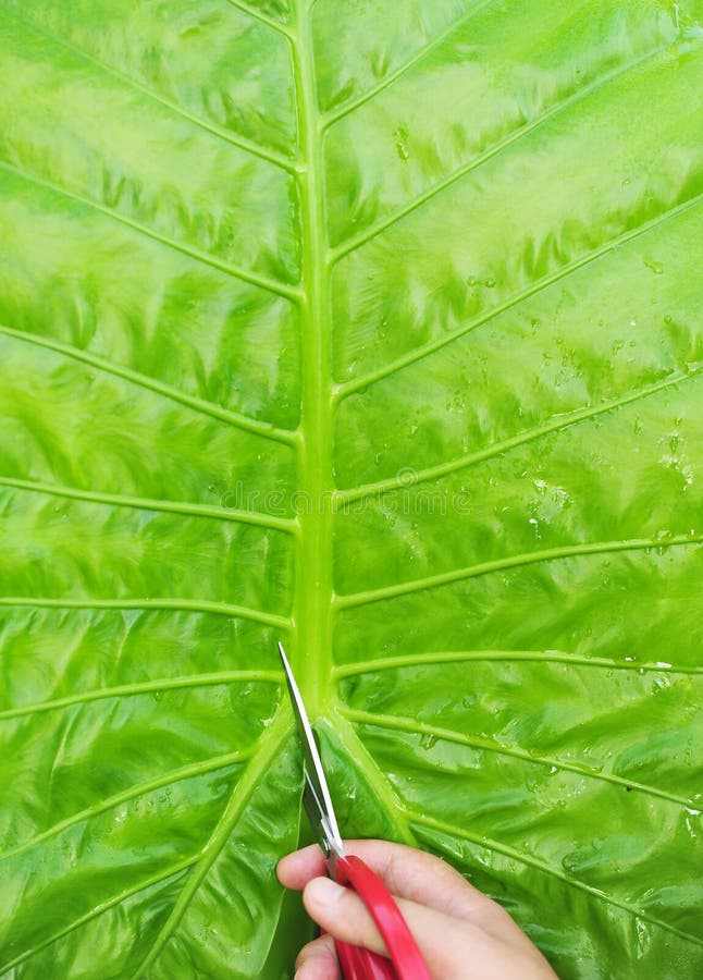 Cut leaf stock image. Image of gardening, garden, tropical - 26508643