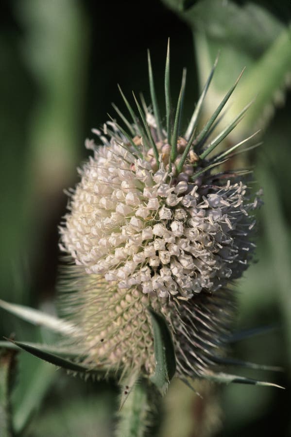 Common Teasel stock image. Image of fresh, white, plant - 20947401