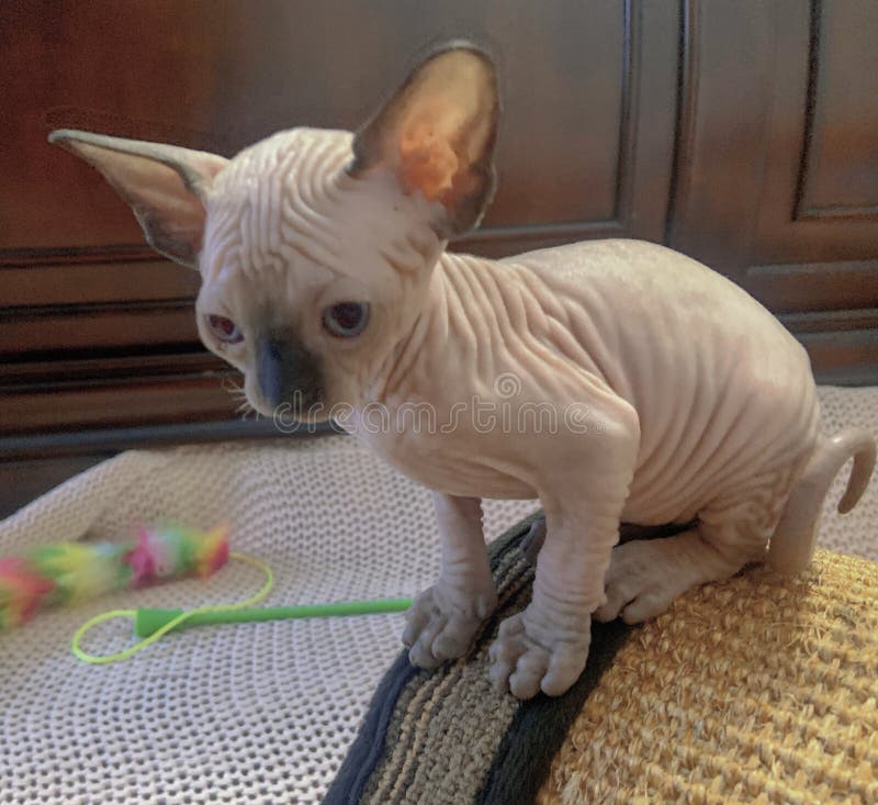 Cut Little Cat stock photo. Image of whiskers, wildlife - 197995736