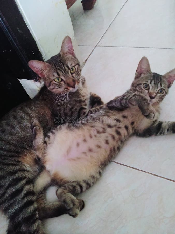 Cut little cats tiger stock image. Image of tige, cats - 239947921