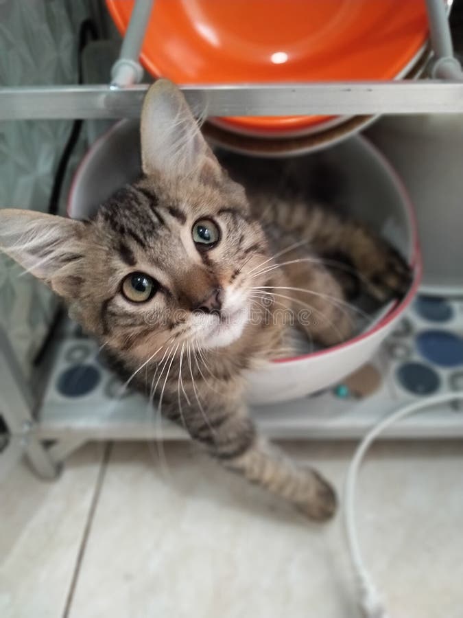 Cut little cats tiger stock photo. Image of whiskers - 239947930