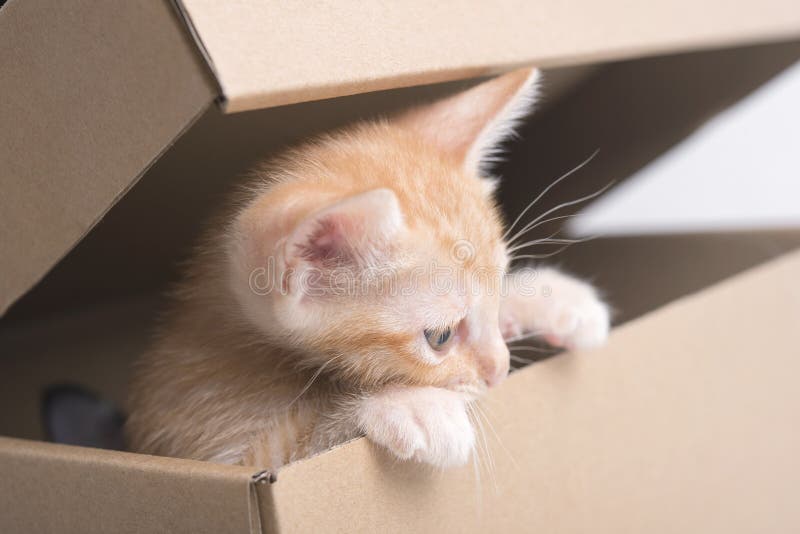 Cut Little Orange Kitten Climb on Box. Stock Photo - Image of ...