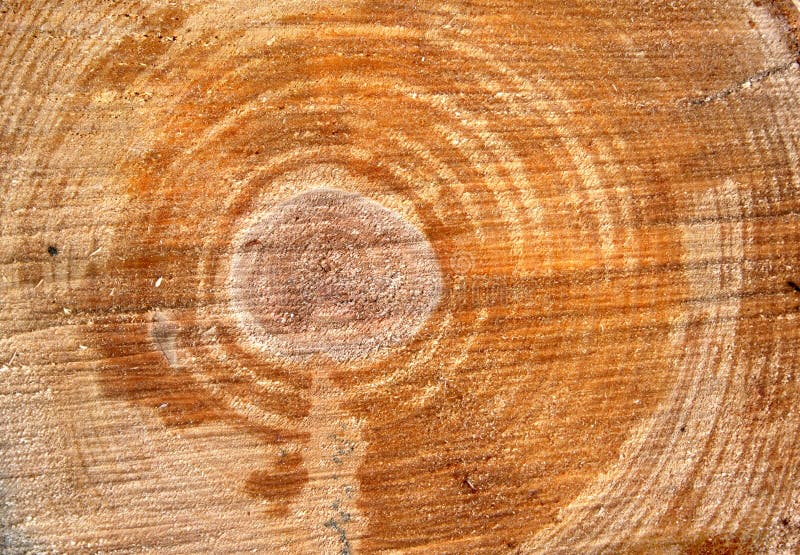 Cut of a log stock image. Image of growth, textured, timber - 21720063