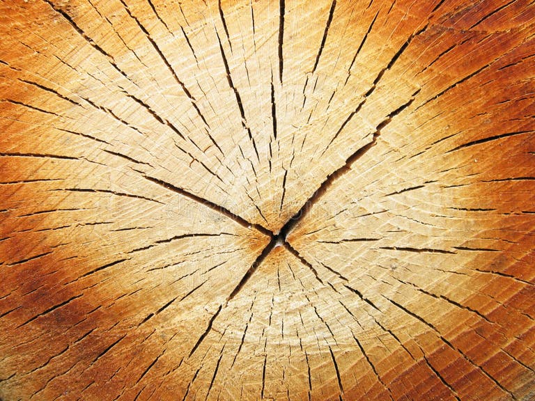 7,420 Cut Log Wood Grain Stock Photos - Free & Royalty-Free Stock ...