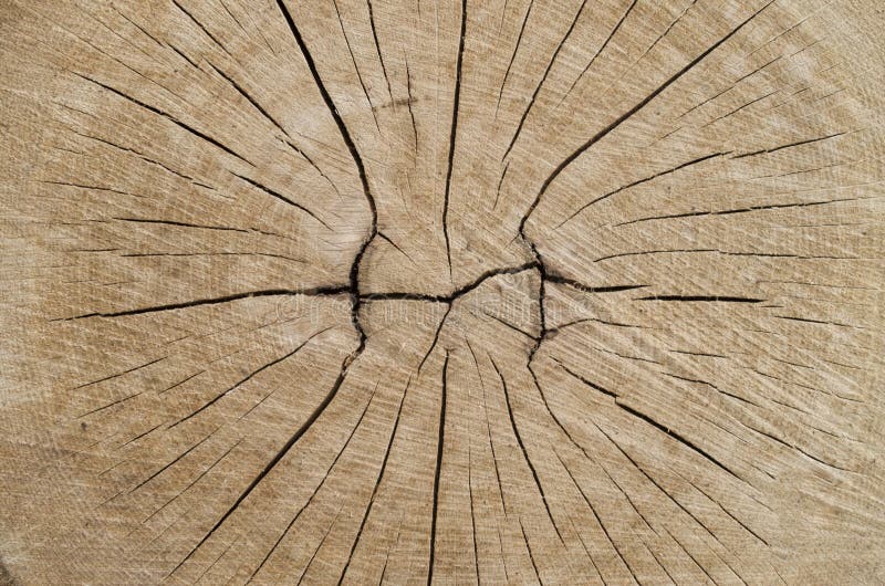 Cut log with cracks close stock image. Image of cracks - 193617413