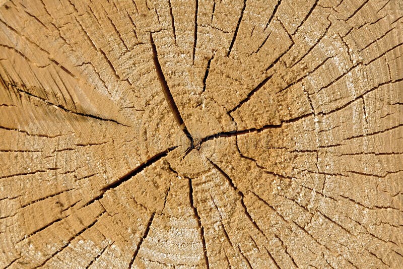 Walnut Log Cross Section