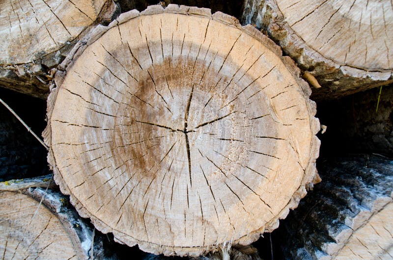 Cut log end stock photo. Image of wood, round, natural - 62394864 Cut log end stock photo. Image of wood, round, natural - 62394864