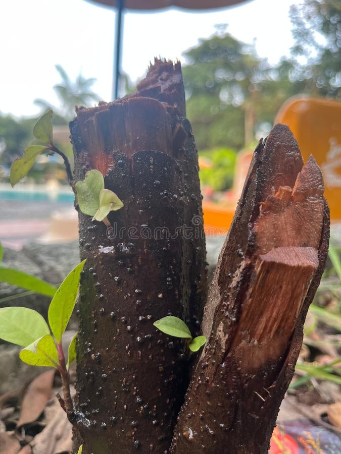 A Cut Log with Green Leaves Growing Back Stock Photo - Image of produce ...
