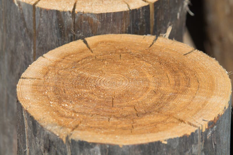 A cut log stock image. Image of history, natural, counting - 117192563