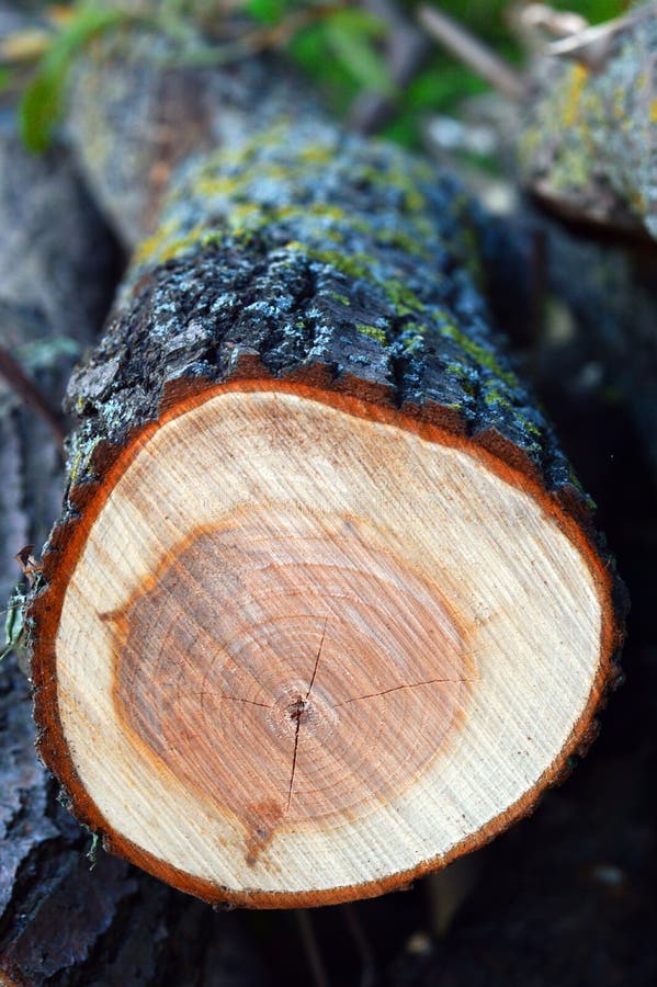 Cut Log stock image. Image of texture, conservation, farming - 45309351