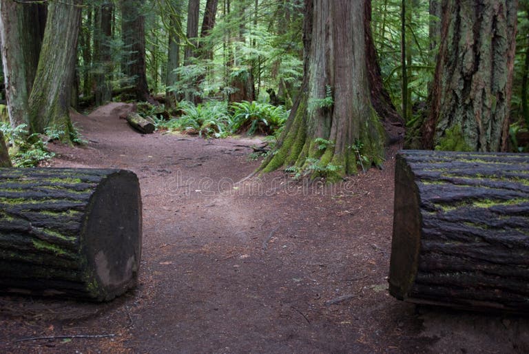 2,003 Pathway Log Stock Photos - Free & Royalty-Free Stock Photos from ...