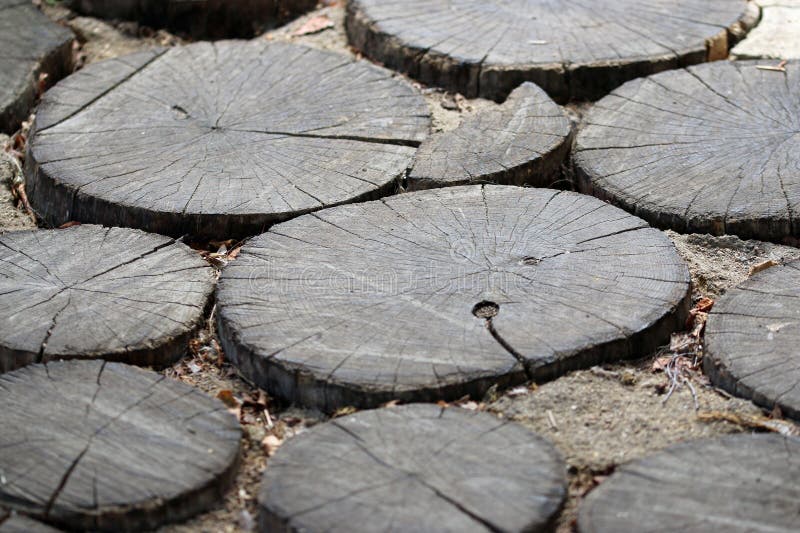 Cut Log Rings Used As a Path Surface in Close Up Stock Image - Image of ...