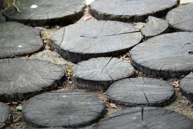 Cut Log Rings Used As a Path Surface in Close Up Stock Image - Image of ...