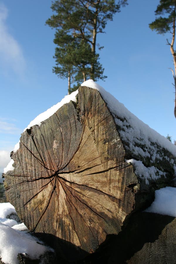 Cut log in snow stock photo. Image of woodland, timber - 101282
