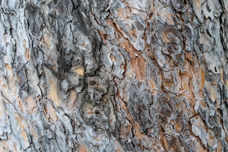 Cut log wood grain stock image. Image of abstract, design - 49358469