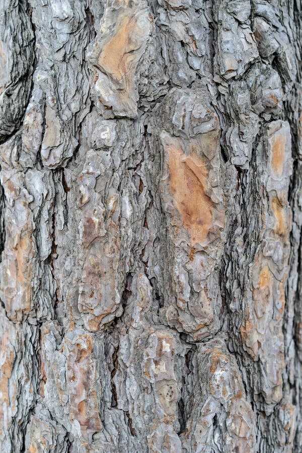 Cut log wood grain stock photo. Image of hickory, close - 29701418