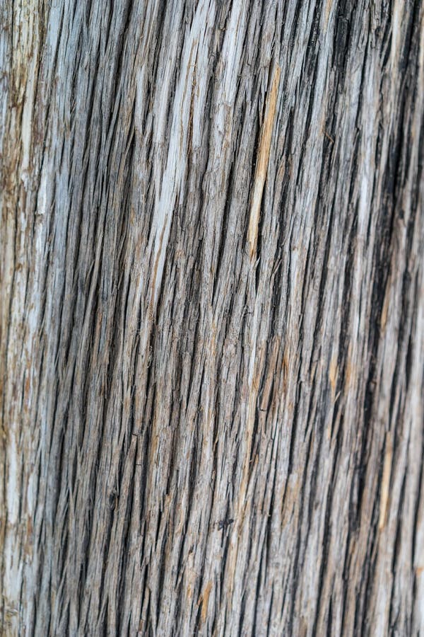 Cut log wood grain stock photo. Image of abstract, life - 49358472