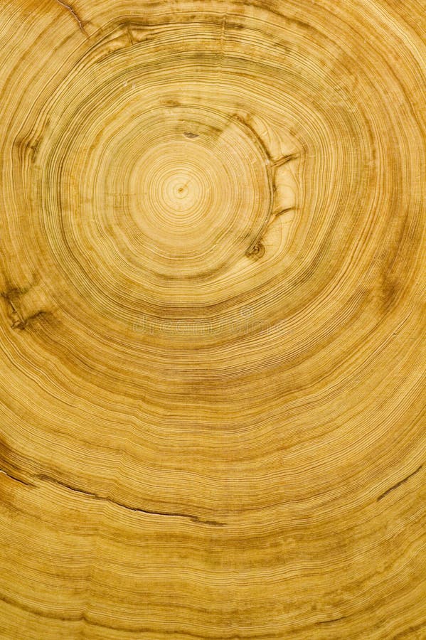 110+ Cut log wood grain Free Stock Photos - StockFreeImages