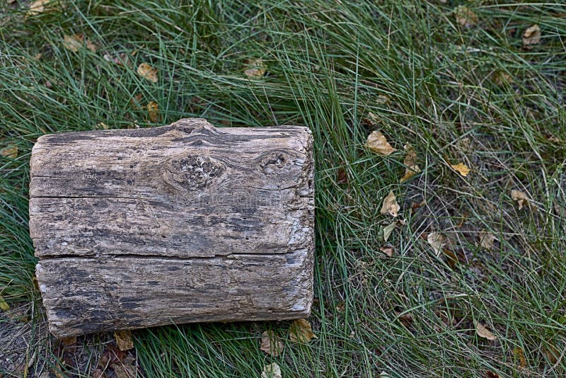 A Cut Log of Wood on Top of the Grass Stock Image - Image of outside ...