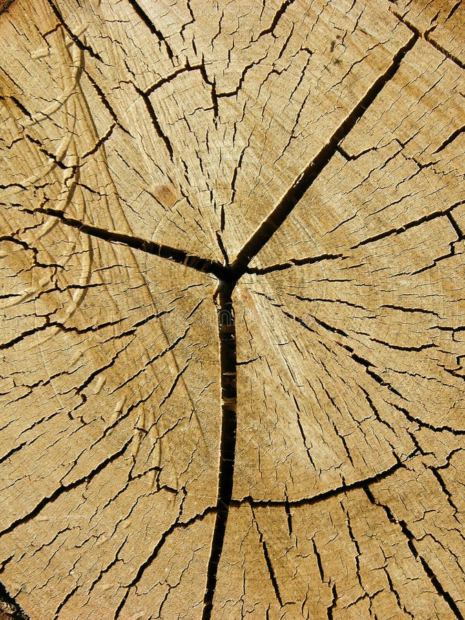 Cut Log, Woodgrain Background Texture Stock Image - Image of radiating ...