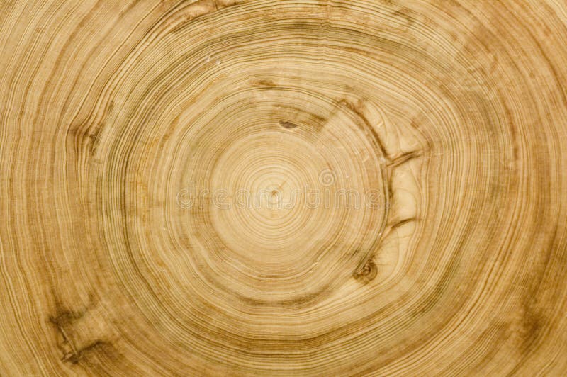 Cut log woodgrain texture stock photo. Image of rough - 15020562 Cut log woodgrain texture stock photo. Image of rough - 15020562