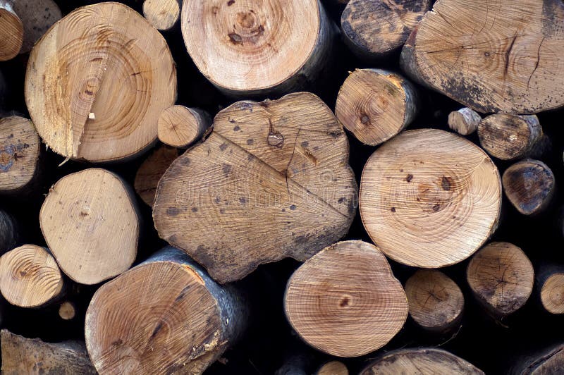 Cut logs stock image. Image of firewood, timber, sawn - 12372991