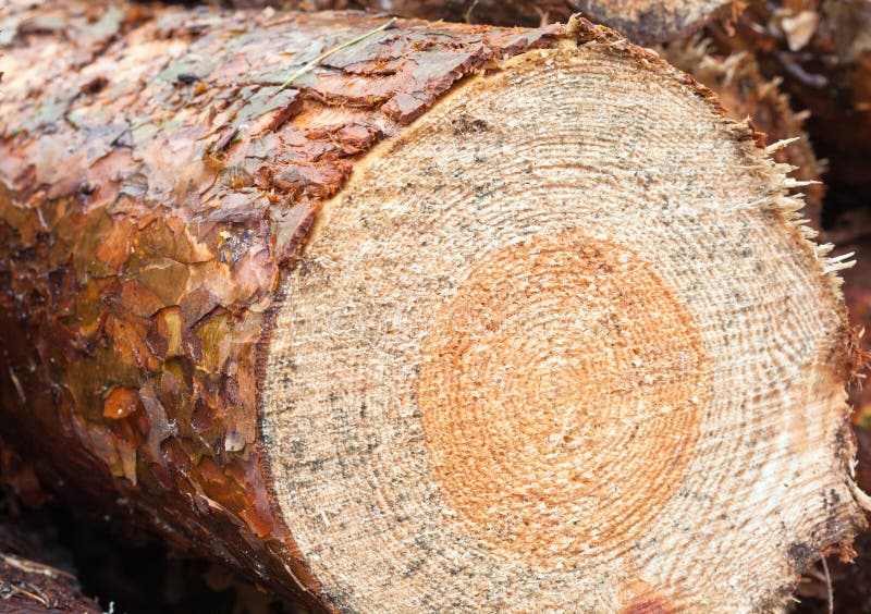 Cut logs stock photo. Image of horizontal, pine, brown - 22317424
