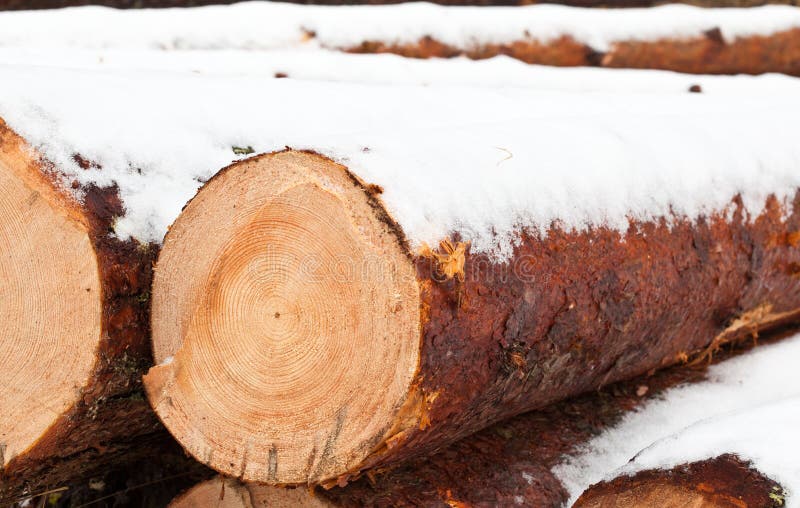Cut logs covered with snow stock photo. Image of rough - 22579196