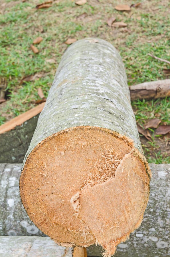 Cut Logs stock photo. Image of tree, rough, pine, wood - 32375182