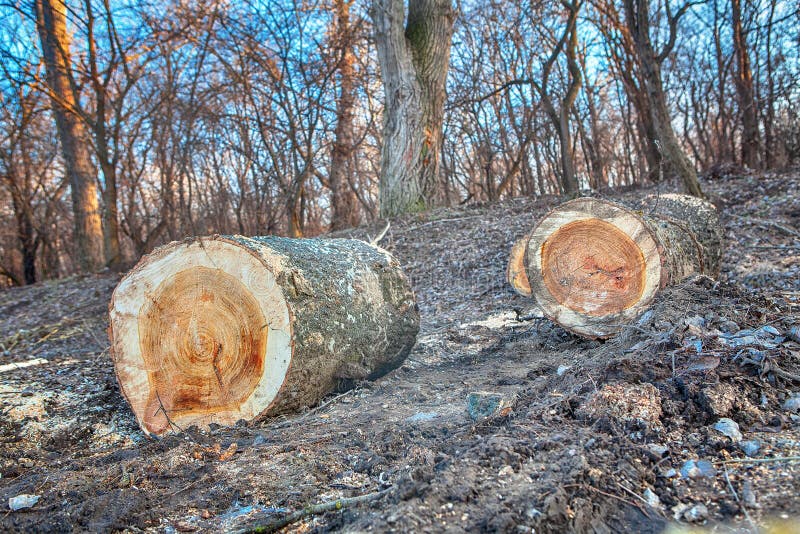 Cut Logs with Forest on Background Stock Image - Image of resources ...