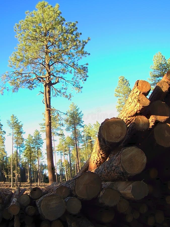Cut Logs Piled Up in the Forest. Stock Image - Image of logs ...