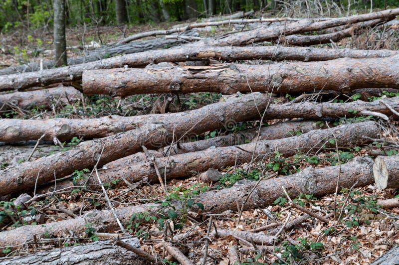 Cut logs stock image. Image of bark, cross, circle, wood - 40581171