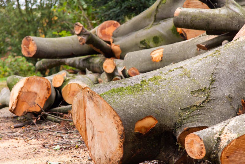 Cut lumber stock photo. Image of lumber, industrial, stacked - 45734122