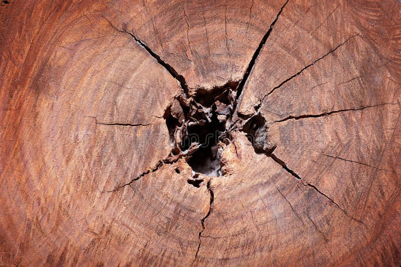 A Cut of a Mahogany Tree Trunk Stock Image - Image of outdoor ...