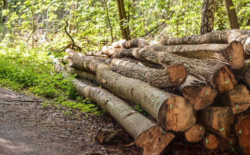 Cut tree logs stock image. Image of country, burning - 35403467