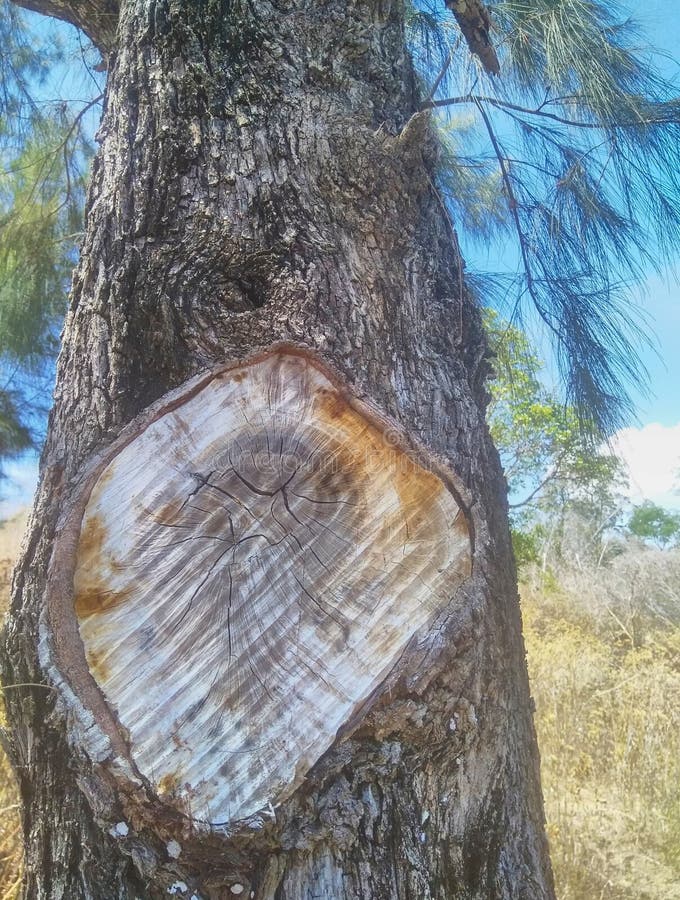 Cut Marks Grain on Pine Tree in the Forest. Stock Photo - Image of ...