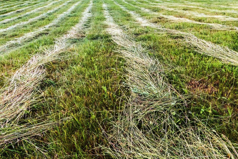 299 Grass Swath Stock Photos - Free & Royalty-Free Stock Photos from ...