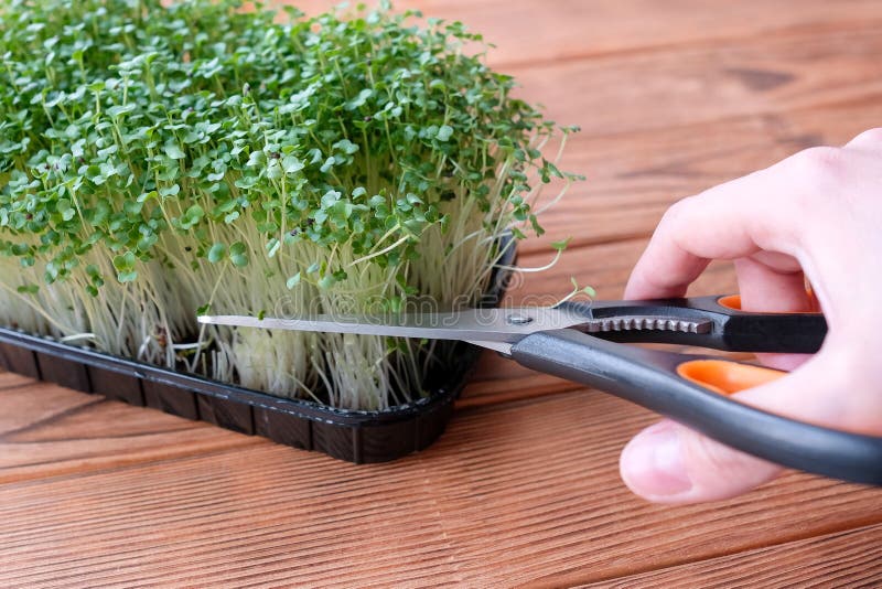 Cut Microgreens with Scissors. Green Edible Grass Stock Photo - Image ...