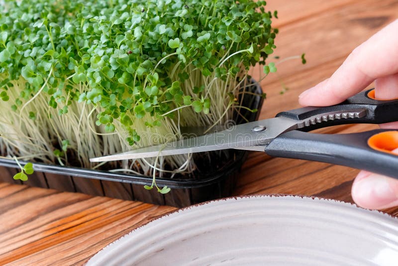 Cut Microgreens with Scissors. Small Sprouts of Cabbage Stock Photo ...