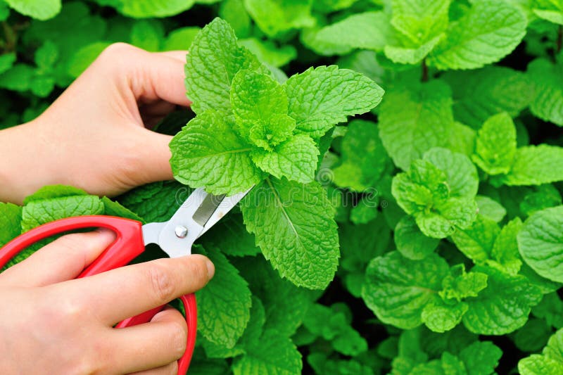 Cut mint stock image. Image of girl, garden, chinese - 40318109