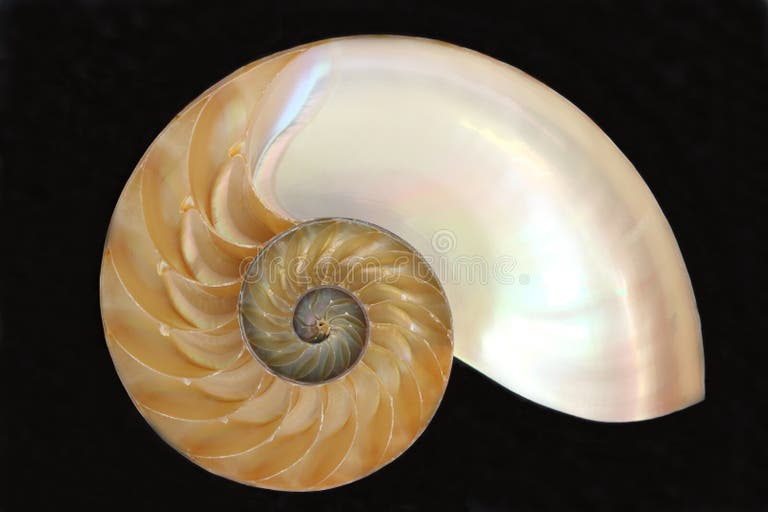 A Cut Nautilus Shell Isolated on Black Stock Photo - Image of shell ...