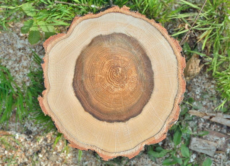 Cut of oak 4 stock image. Image of forest, outdoor, natural - 154740043