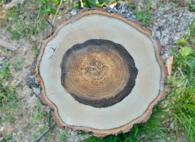 Cut of oak 8 stock image. Image of circle, trunk, close - 165361317