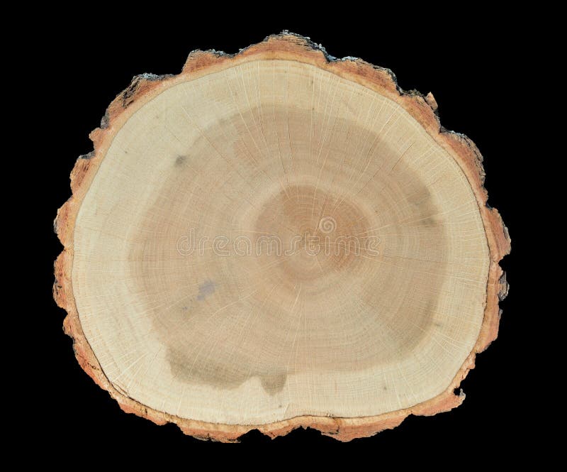 Cut of oak 10 stock image. Image of close, pattern, isolated - 160509199